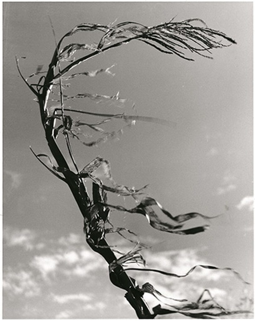 Fulvio Roiter e la fotografia. A Venezia | Artribune