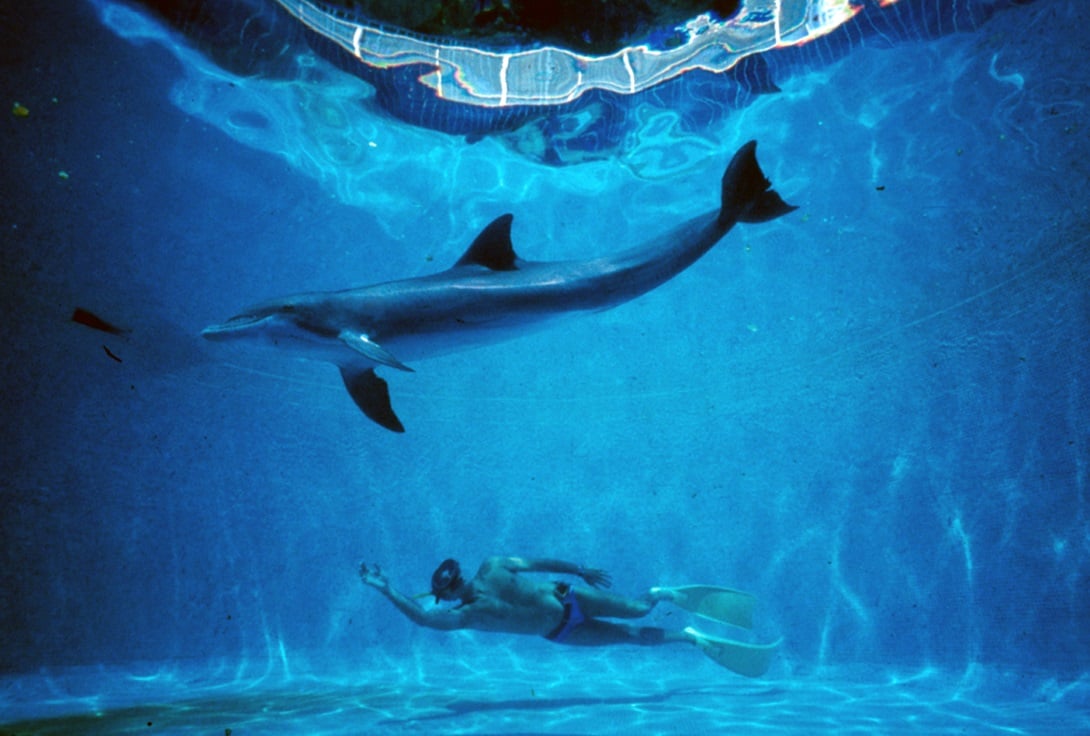 Su Sky Arte: Jacques Mayol, l’uomo delfino | Artribune