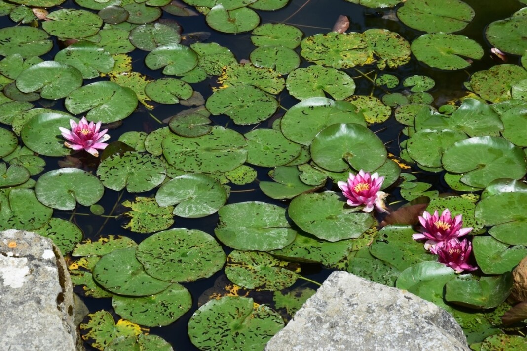Il giardino di ispirazione giapponese di Erik Borja | Artribune