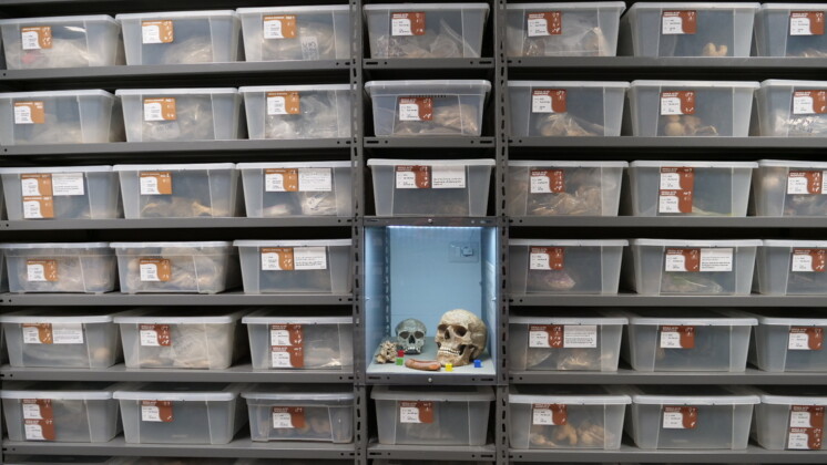 Apre a Milano MUSA, il “museo delle ossa” | Artribune