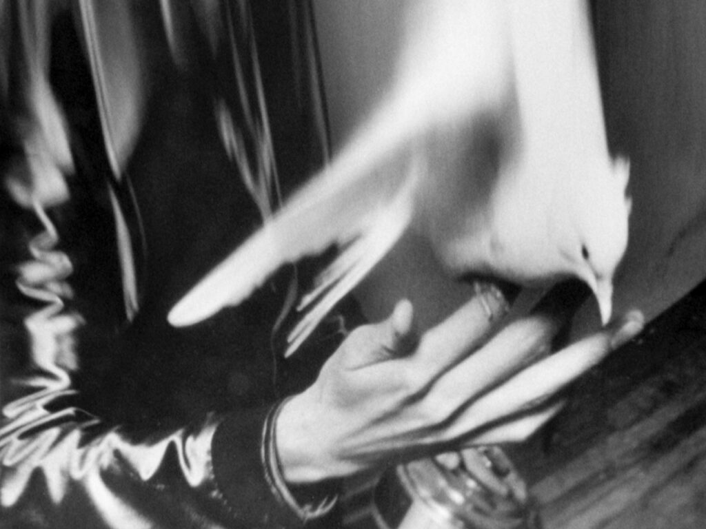 Linda Fregni Nagler - News from Wonderland | Artribune