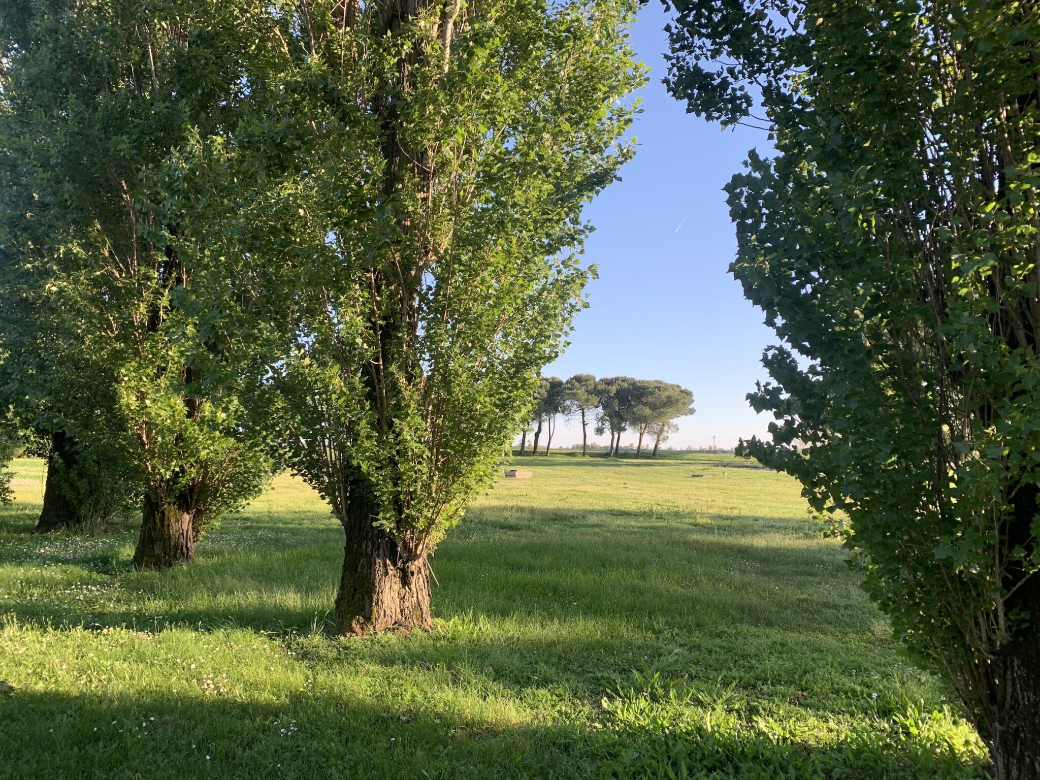 L’Isola di Albarella, riserva naturale sul Delta del Po| Artribune