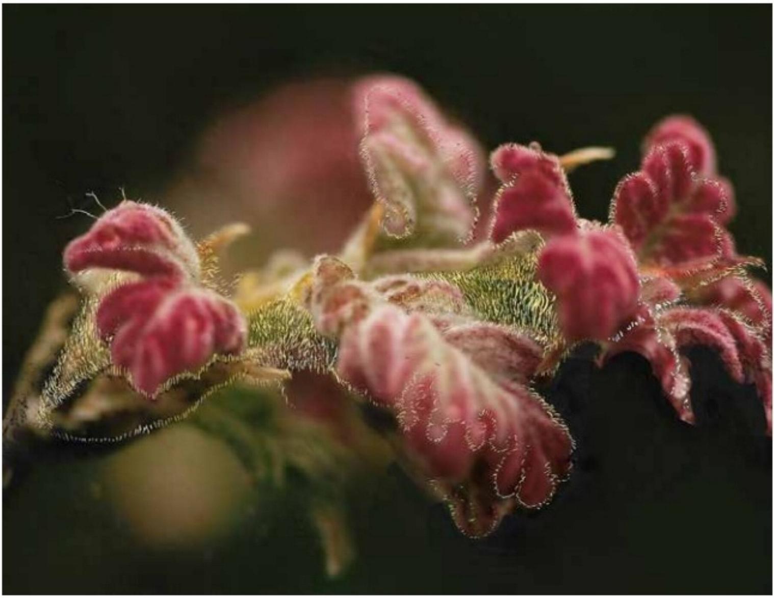 Giulia Manfredi / Pilar Soberon - Geometrie organiche | Artribune