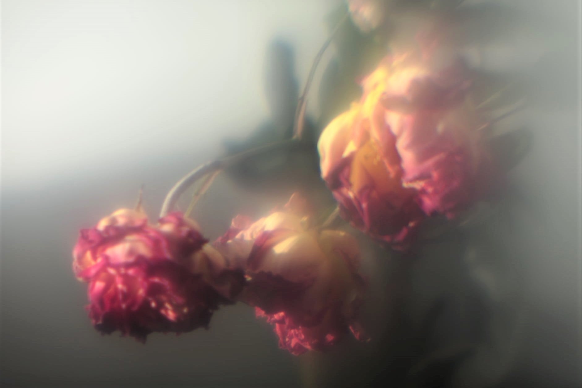 Raffaele Alecci - Flowers. Di luce propria | Artribune